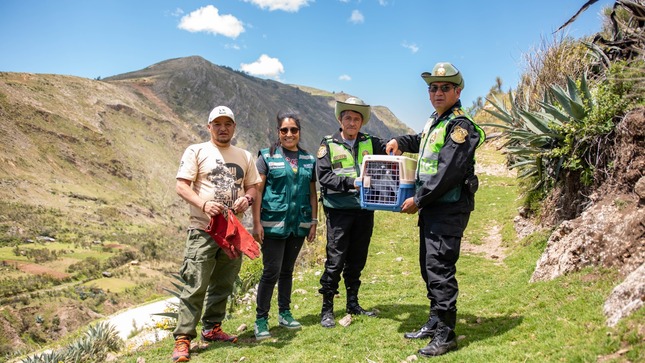 Junín: SERFOR rescata, rehabilita y libera a águila mora que deambulaba ... Junín: SERFOR rescata, rehabilita y libera a águila mora que deambulaba ...