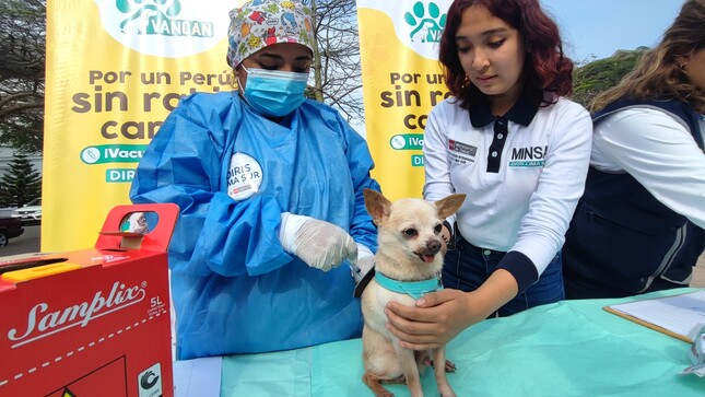 Más De 205 Mil Canes Serán Vacunados Contra La Rabia En Los Distritos