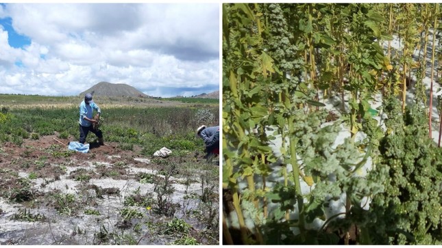 LLUVIAS INCREMENTARÍAN HUMEDAD EN EL ANTIPLANO - Noticias - Servicio ... LLUVIAS INCREMENTARÍAN HUMEDAD EN EL ANTIPLANO - Noticias - Servicio ...