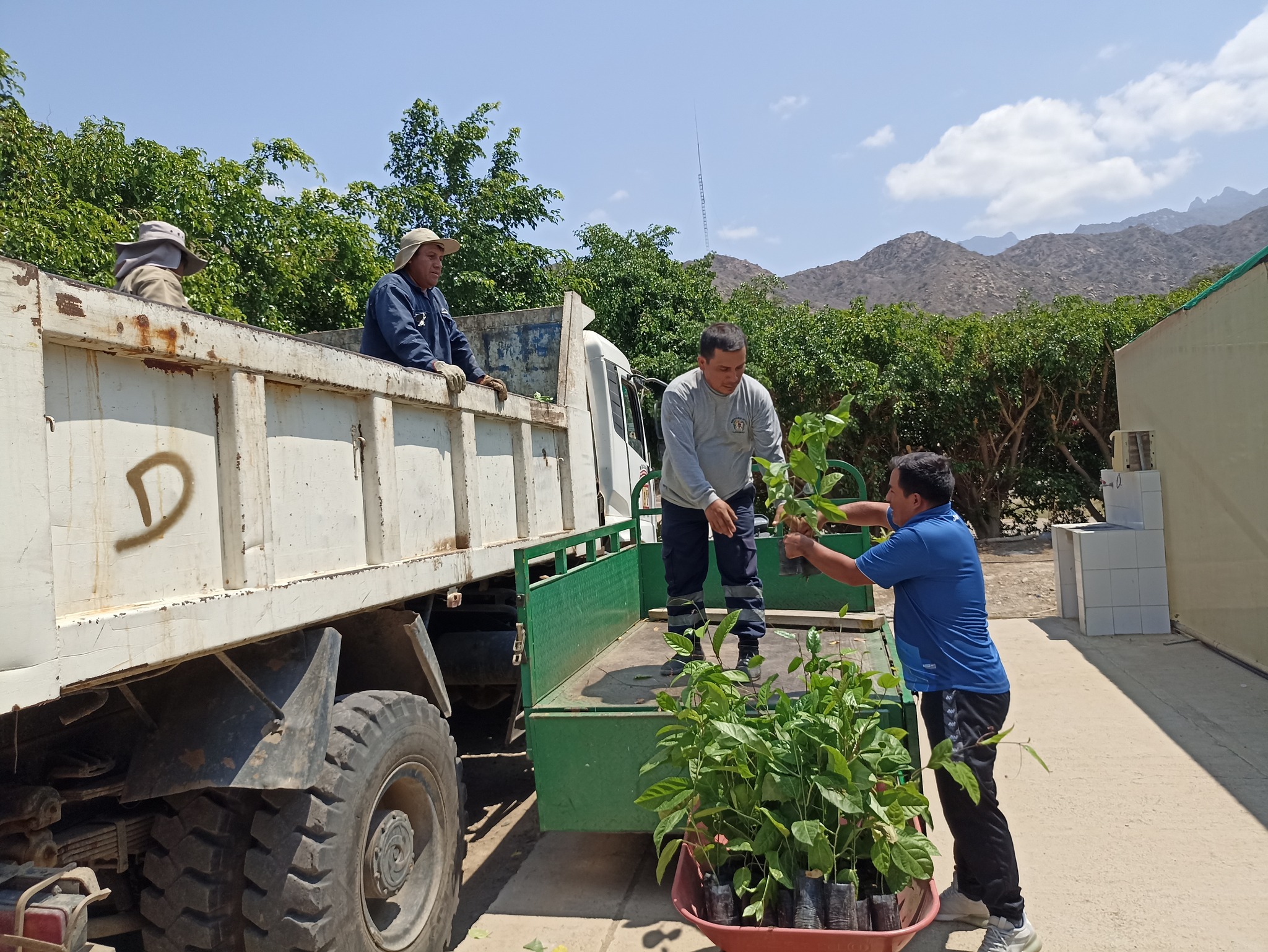 Pejeza Realiza La Entrega De Plantones Frutales Para Productores Del